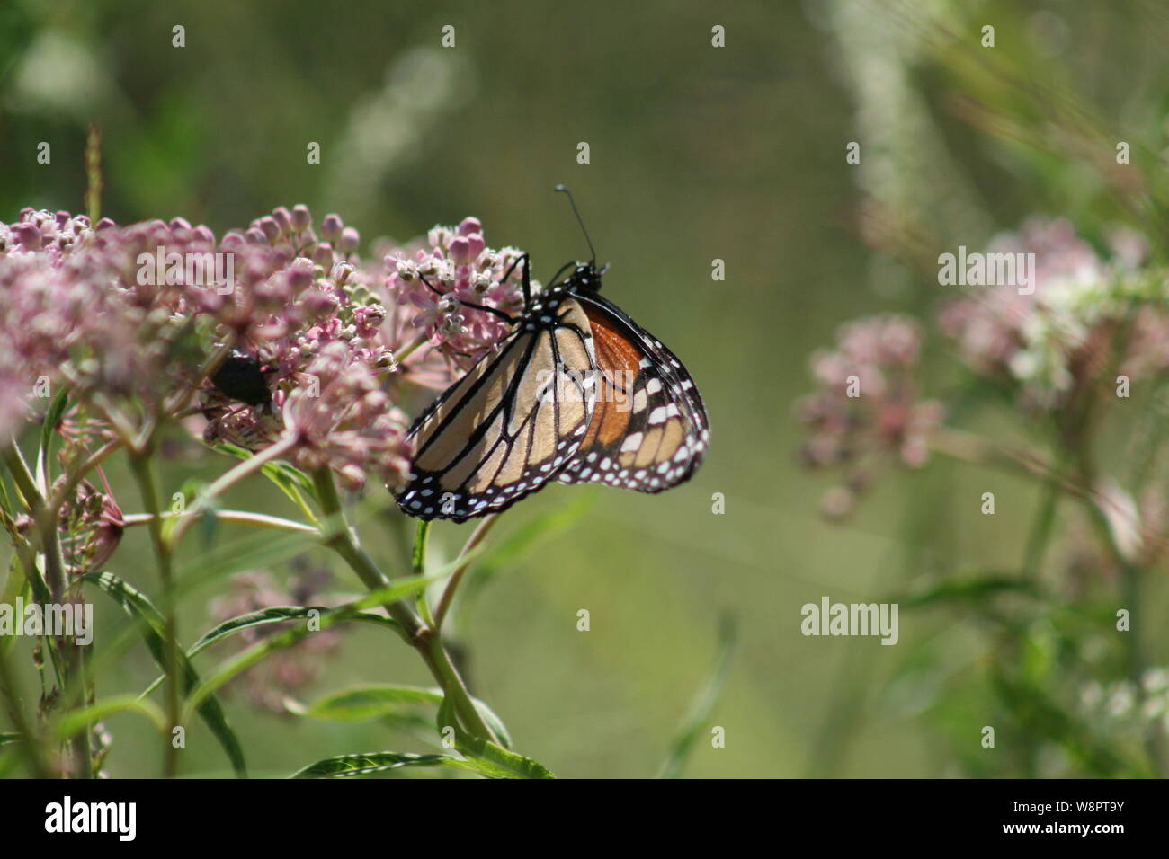 Butterfly in the sun hi-res stock photography and images - Alamy