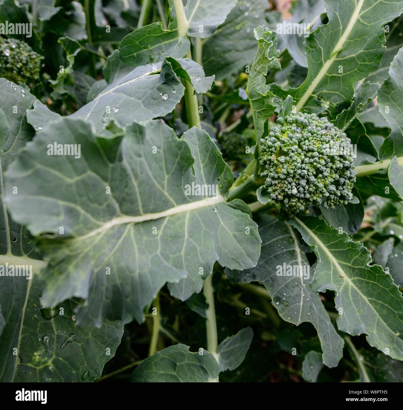 Broccolli greens hi-res stock photography and images - Alamy