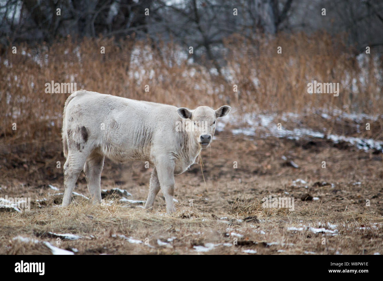 The White Calf Stock Photo - Alamy