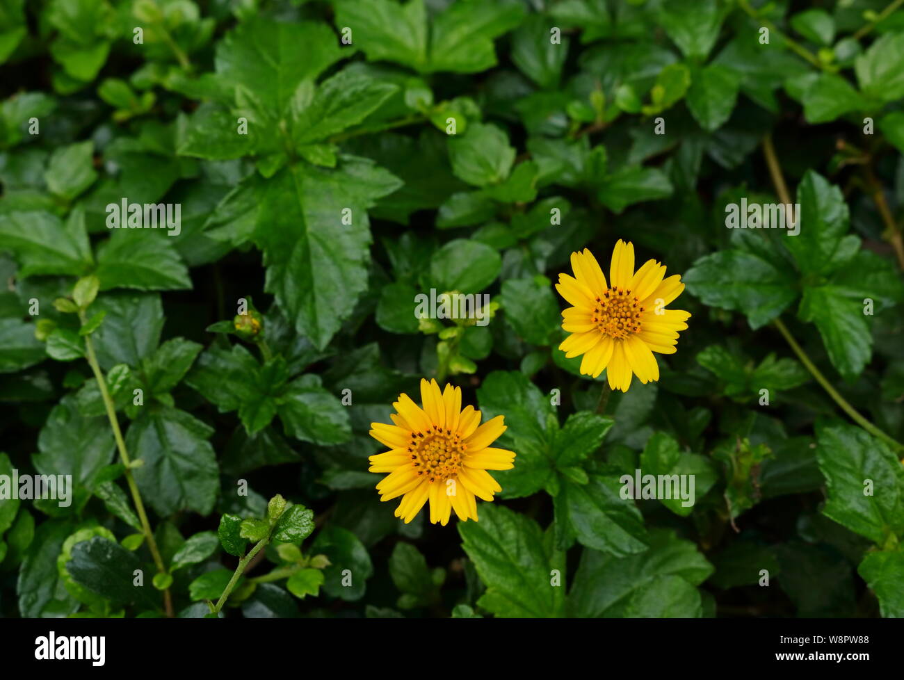 Tropical creeping flowers hi-res stock photography and images - Alamy