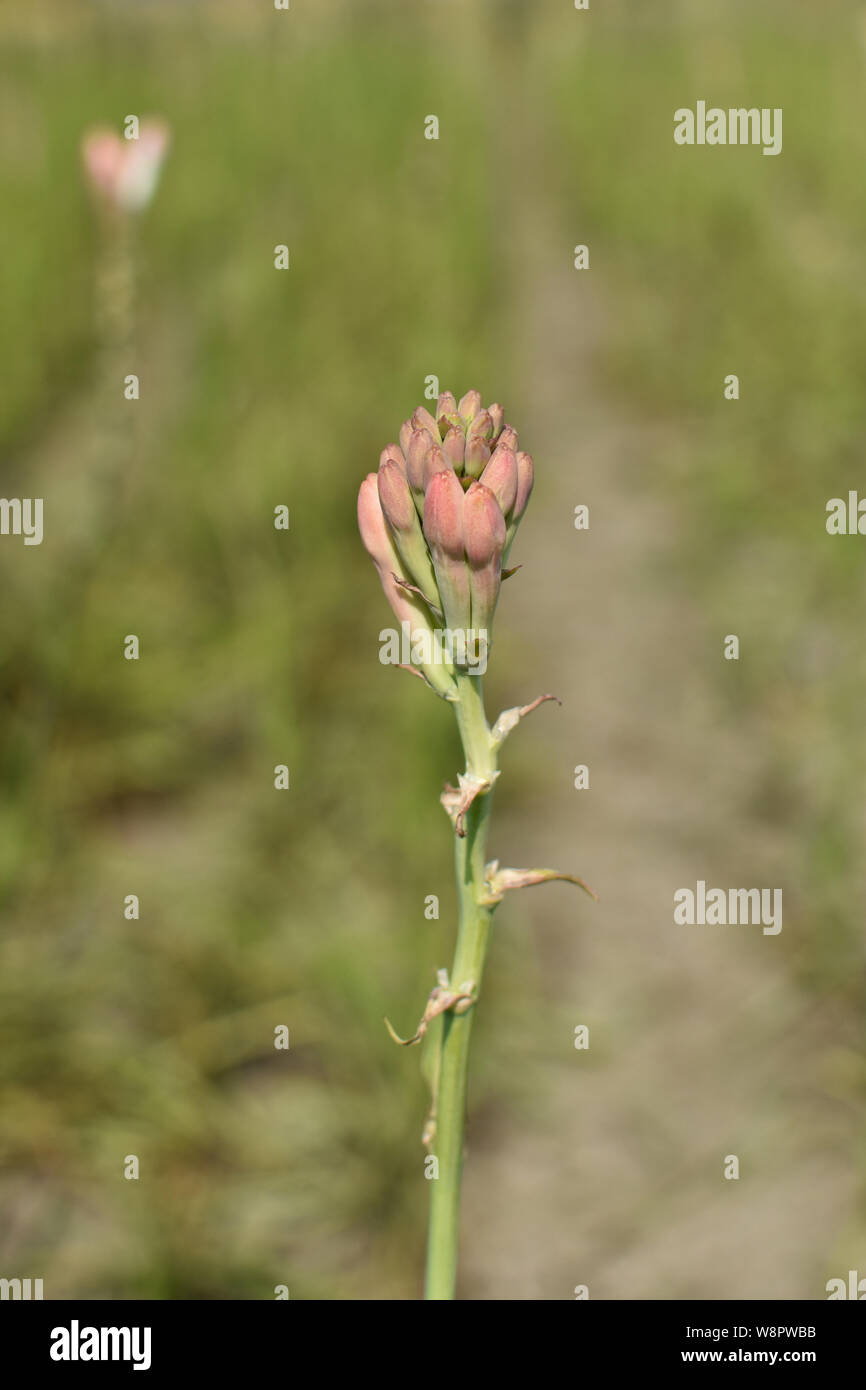 Close up shot of tuberose or rajnigandha, is a night-blooming plant, a ...