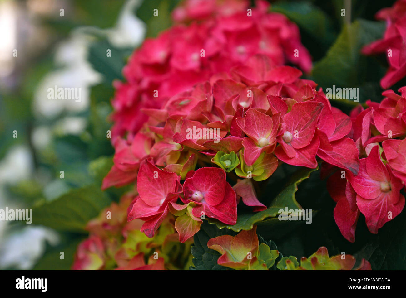 Bright pink 'Hydrangea macrophylla' flowers in full bloom Stock Photo ...