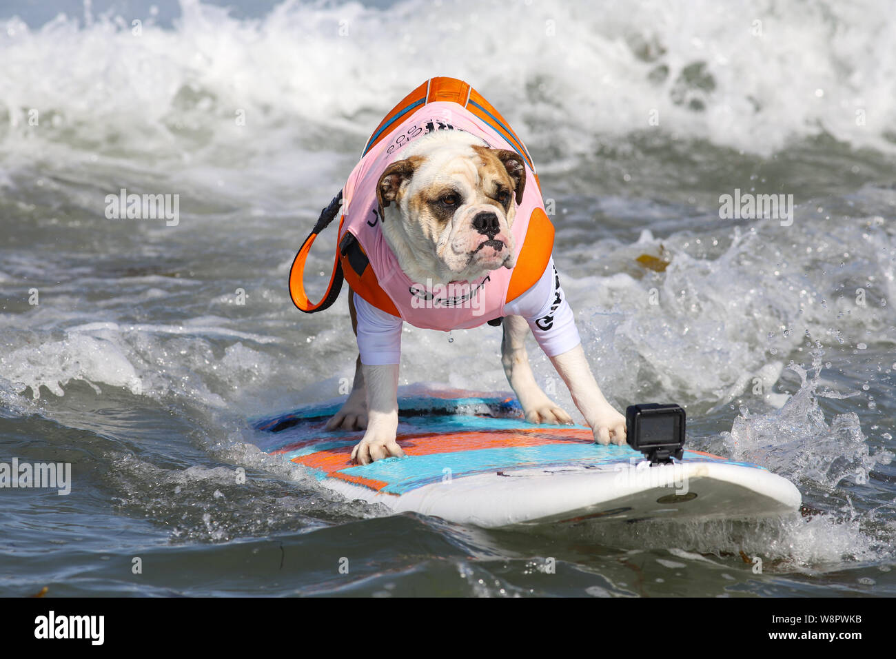 Surfing Bulldog
