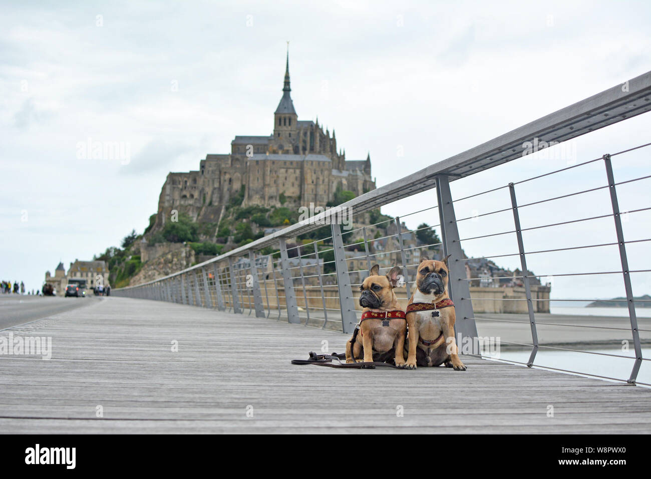 Two French Bulldog dogs sightseeing on vacation on bridge in front of ...