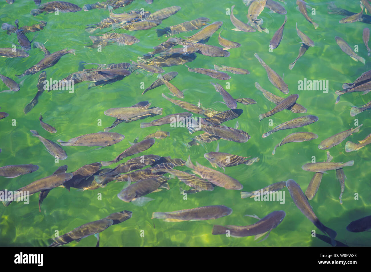 Colorful Koi fish on the pond in Kyoto, Japan. Koi fish is kept for ...