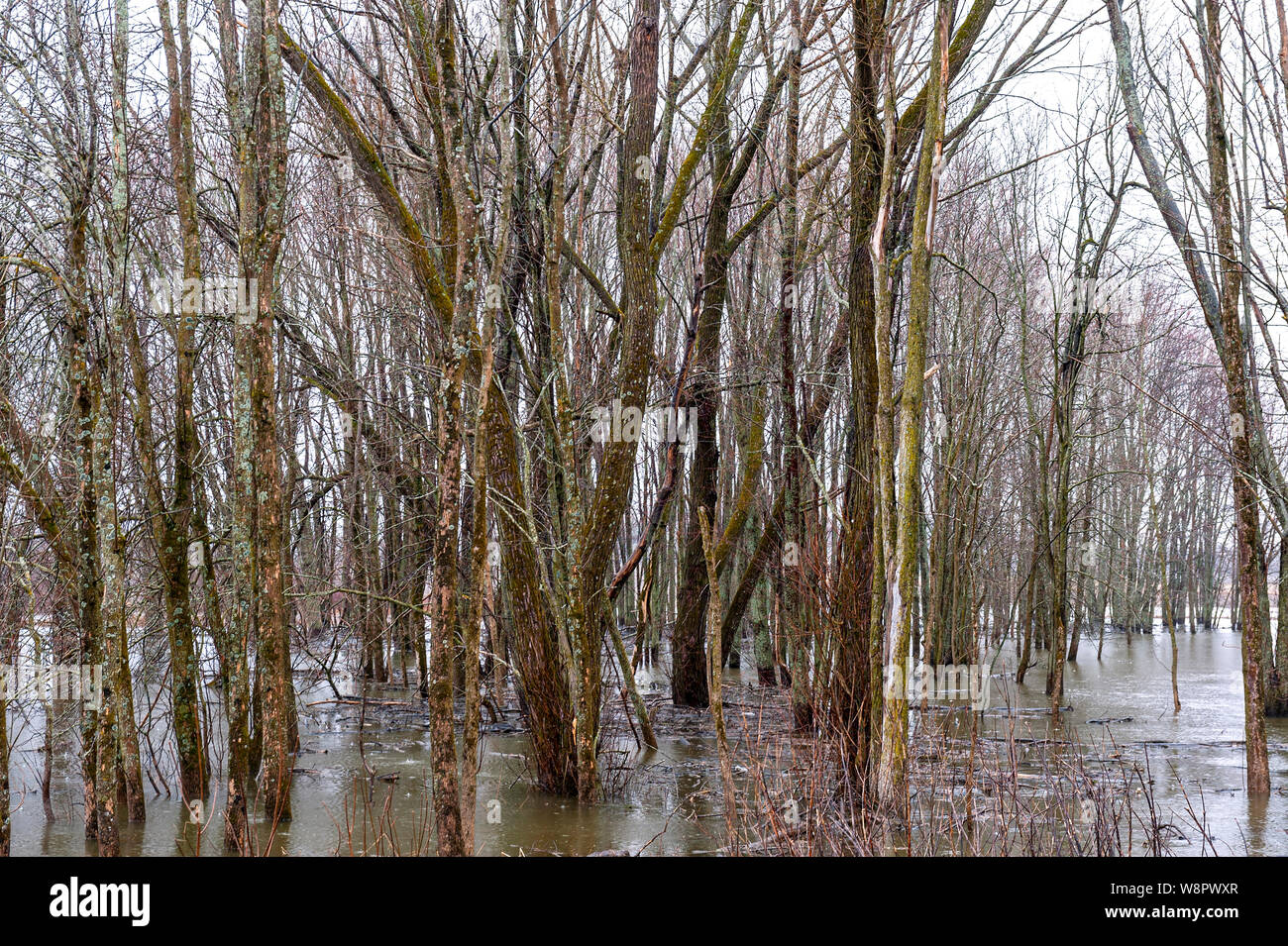 flooding in the forest Stock Photo - Alamy
