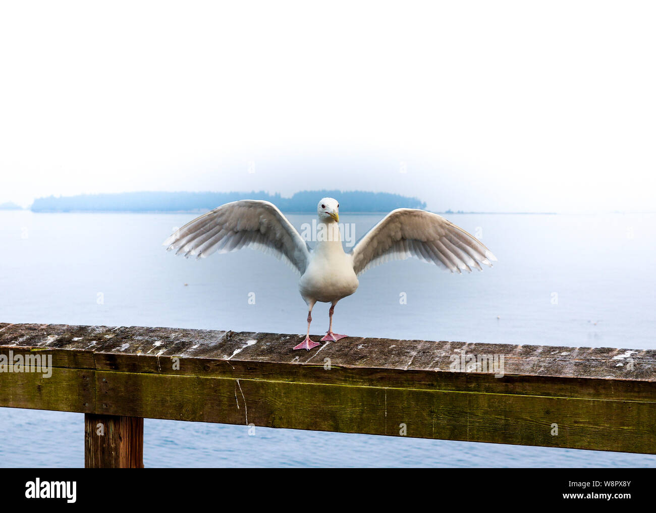 Flight flying flap wings wildlife hi-res stock photography and images ...