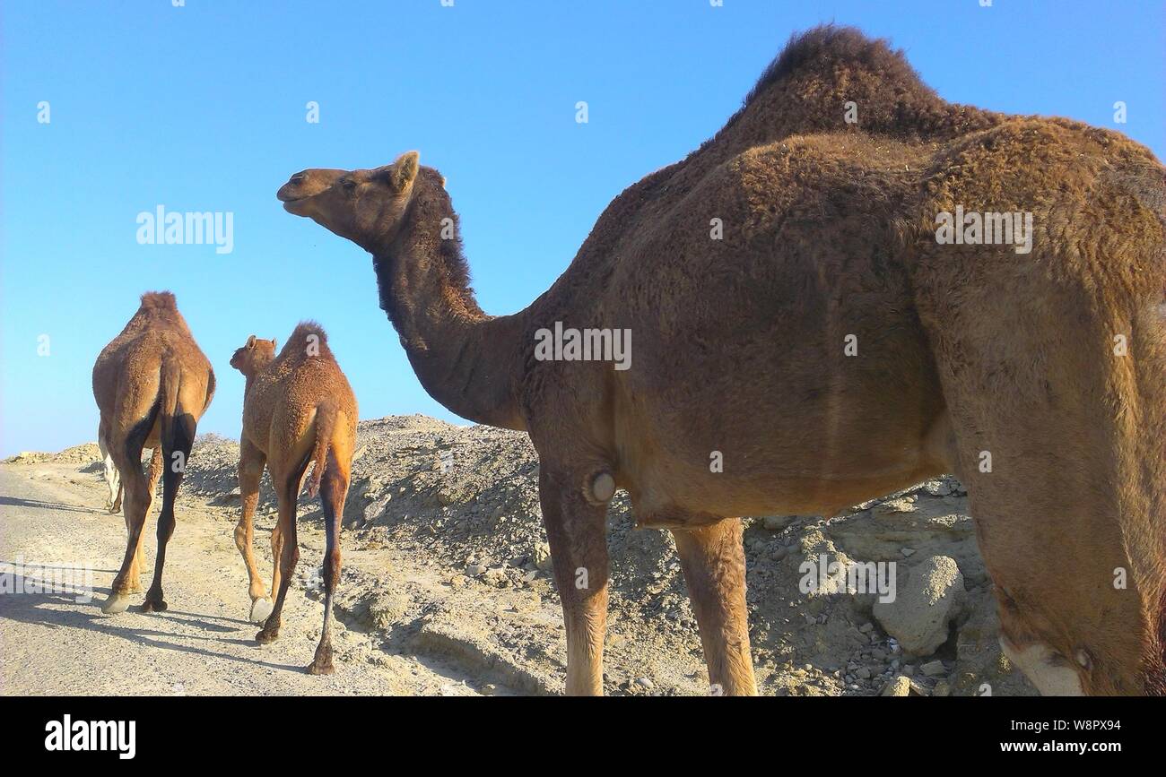 Chabahar iran hi-res stock photography and images - Alamy