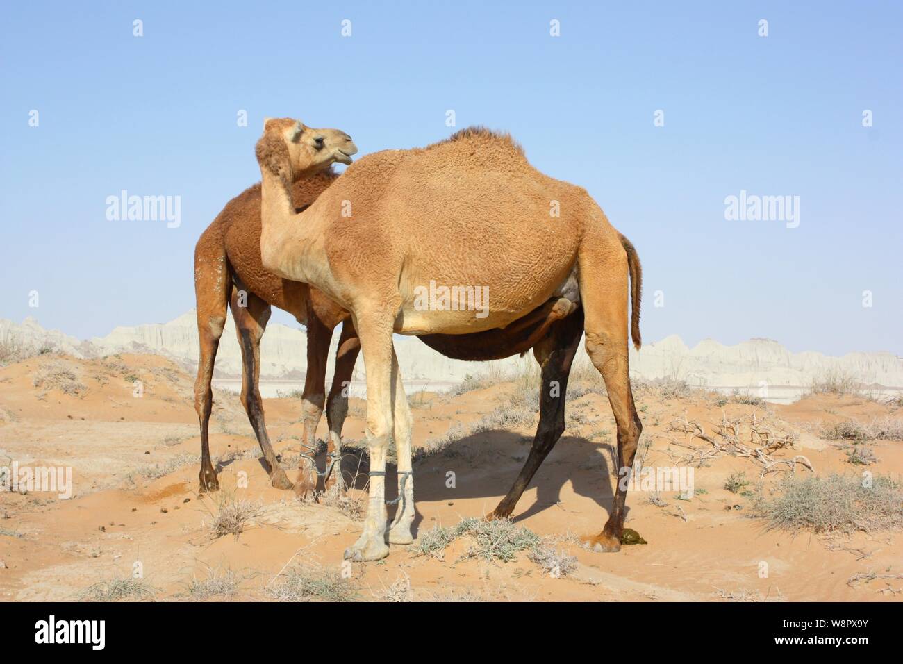 Chabahar hi-res stock photography and images - Alamy