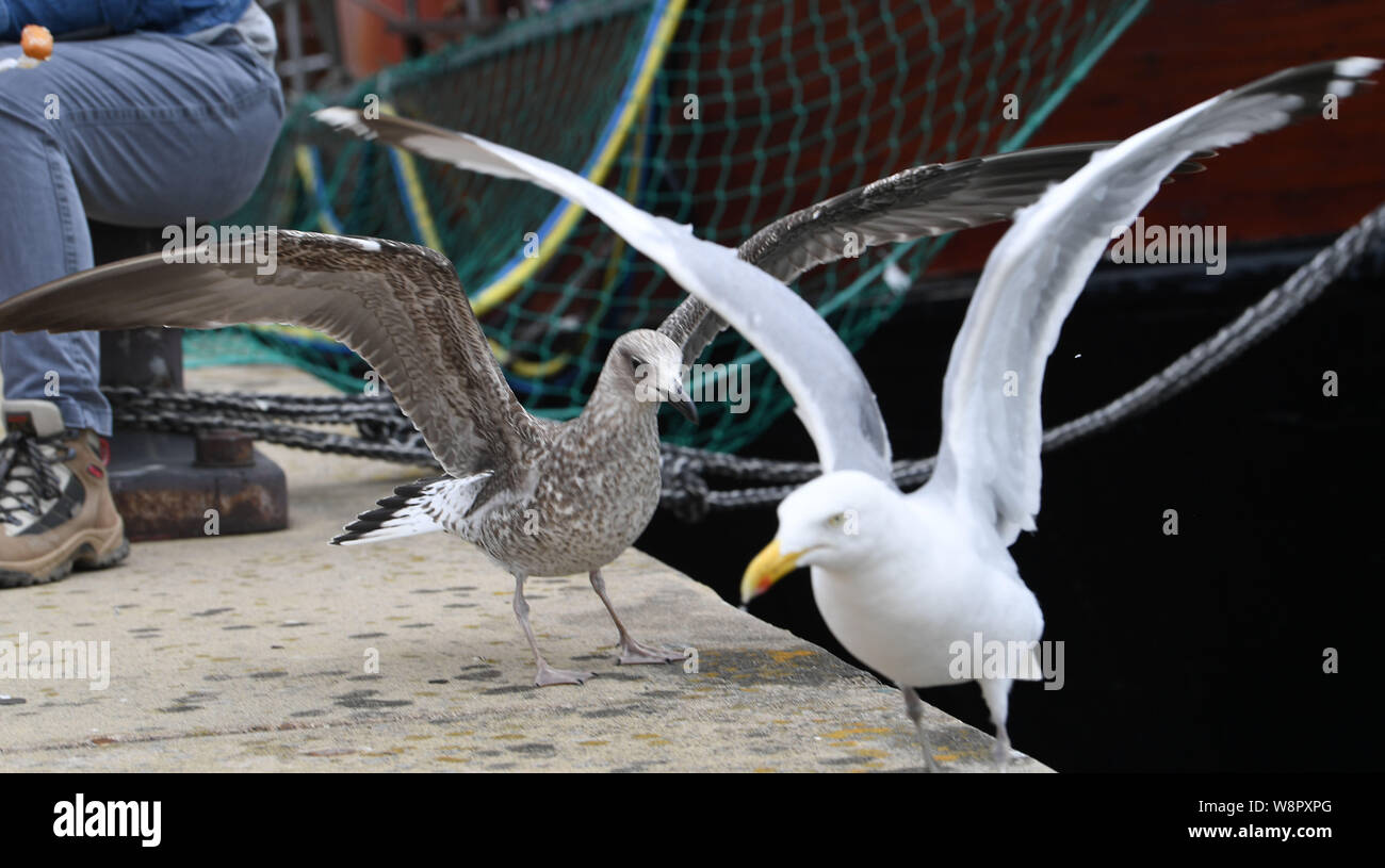 Bremerhaven, Germany. 09th Aug, 2019. Two seagulls "argue" while ...