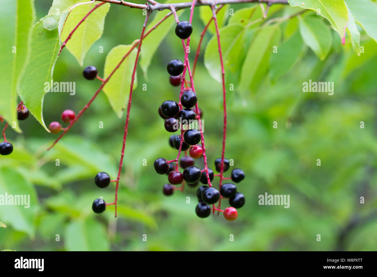 Hackberry tree berries hi-res stock photography and images - Alamy