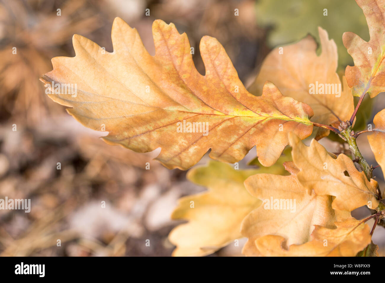 Orange color leaves hi-res stock photography and images - Alamy