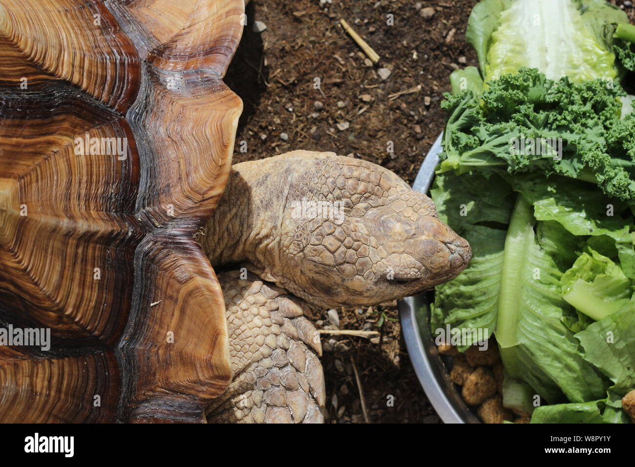 Turtle shell top view hi-res stock photography and images - Alamy