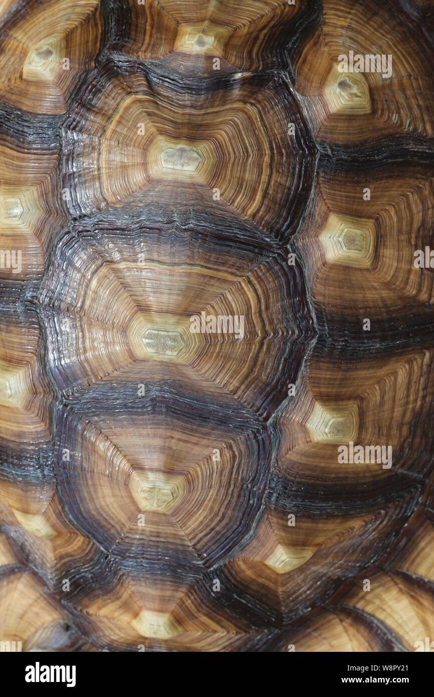 Turtle shell top view hi-res stock photography and images - Alamy