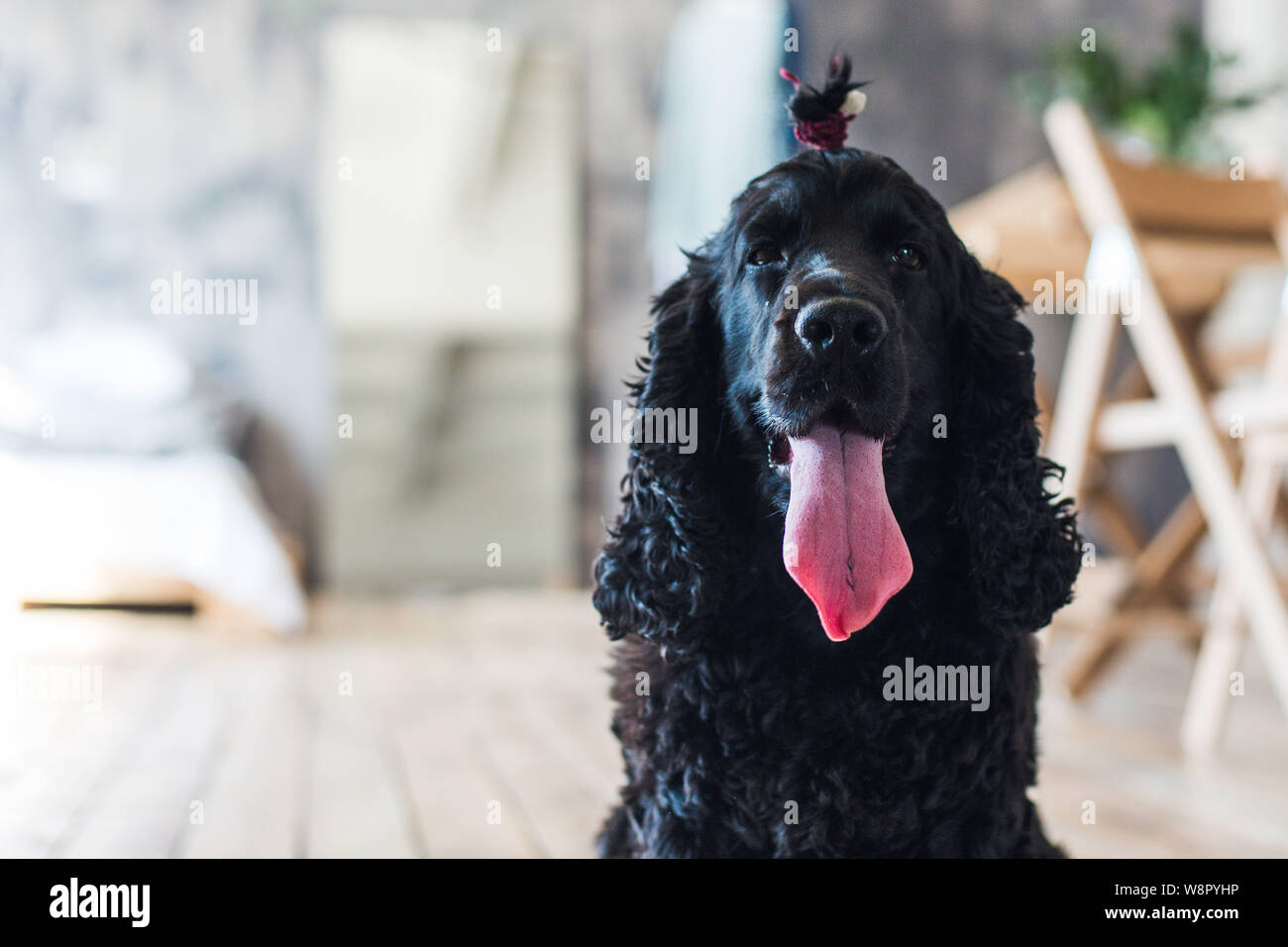 Black cocker spaniel dog breed sitting in the grass hi-res stock ...