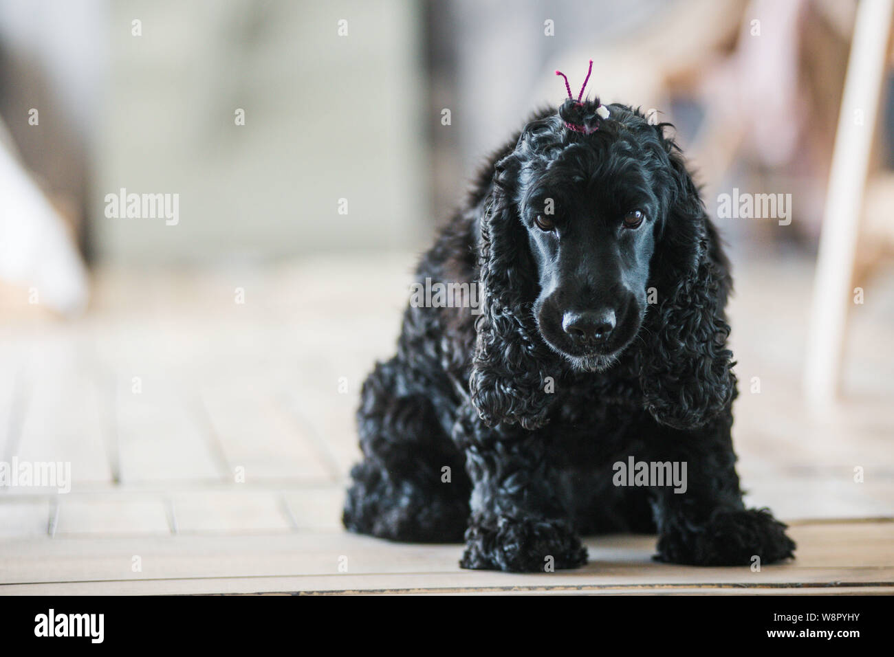 Black english springer spaniel playing in clover field Stock Photo - Alamy