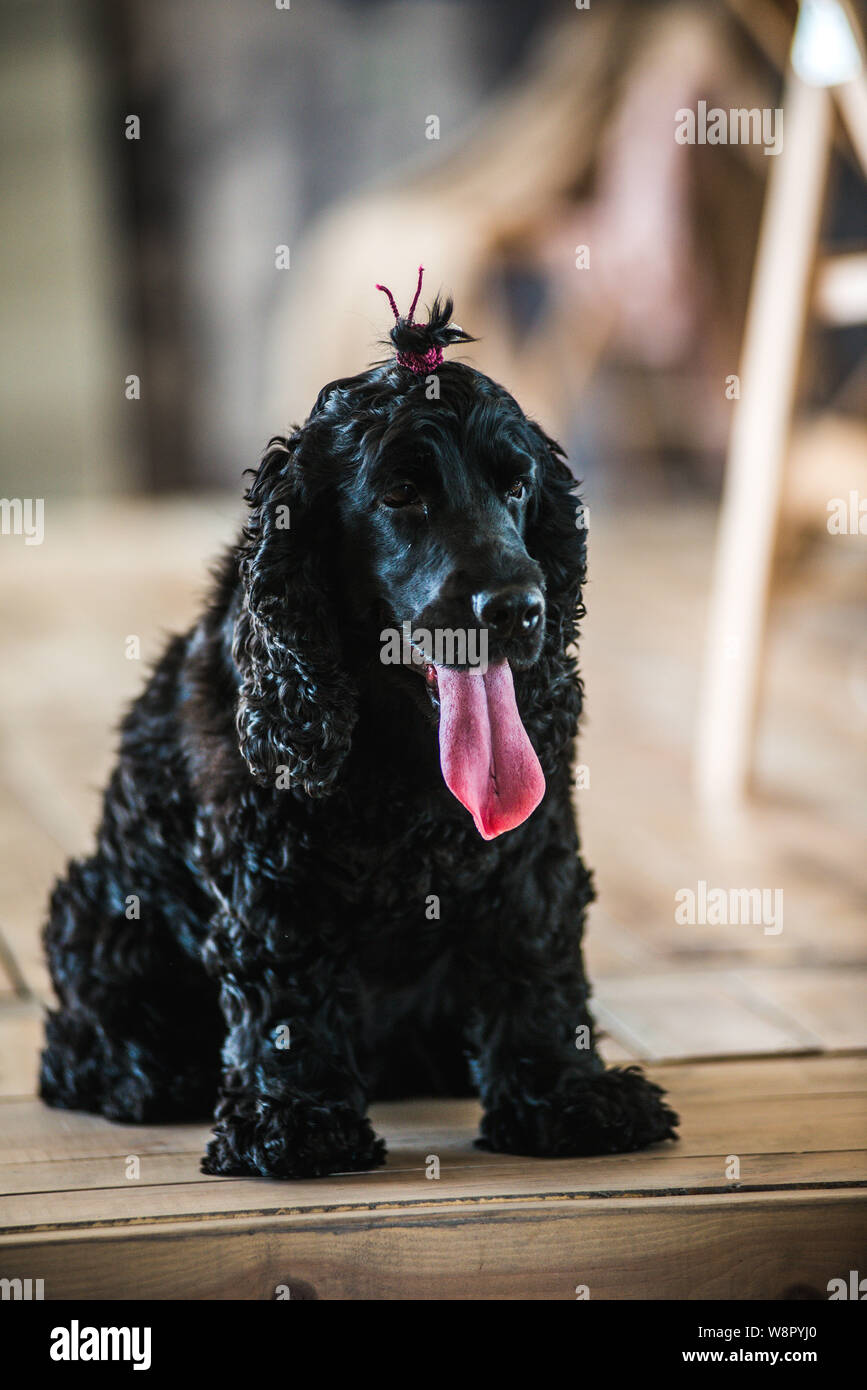 Black cocker spaniel dog breed sitting in the grass hi-res stock ...