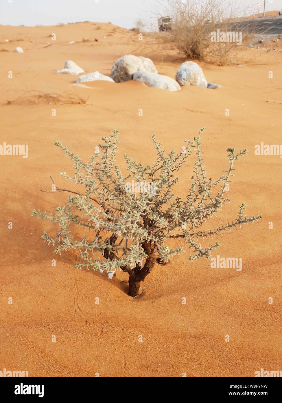 Dried bonsai plant at the desert Stock Photo - Alamy