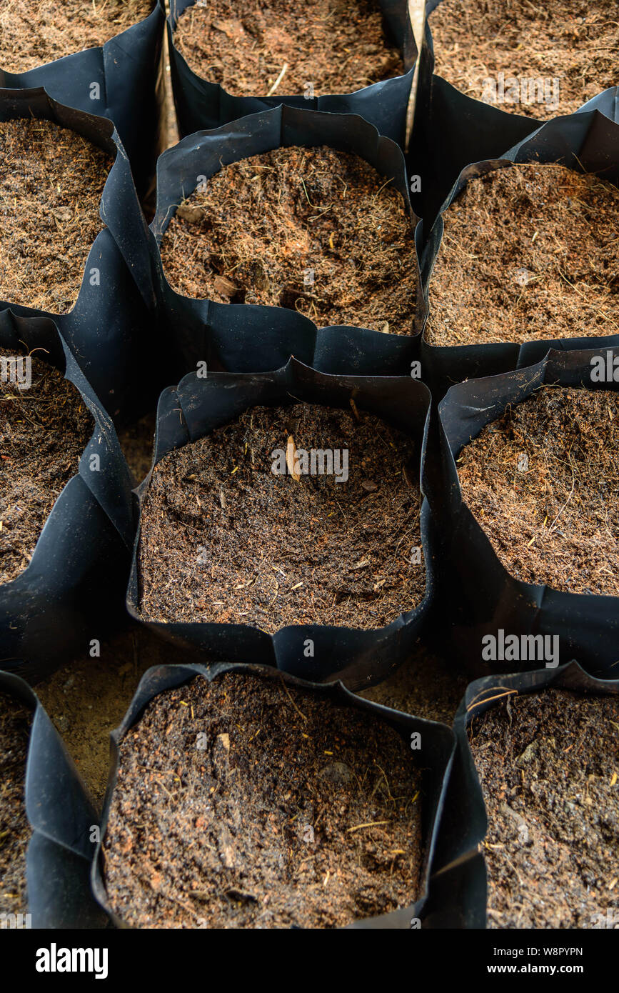 Soil mixed coconut shell's hair in Crop bags for plant Stock Photo - Alamy