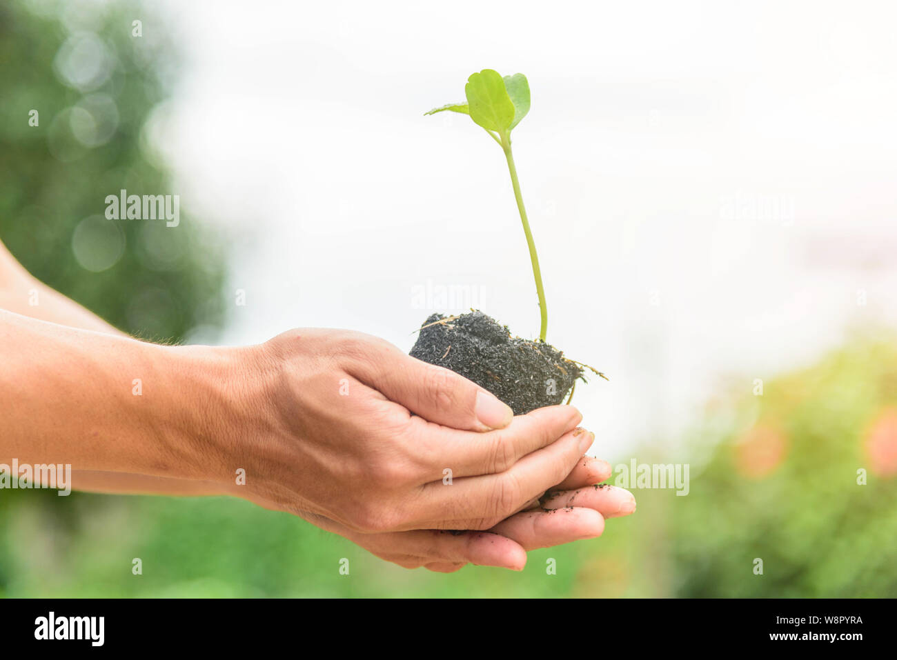 The man hold the sapling for plant Stock Photo - Alamy
