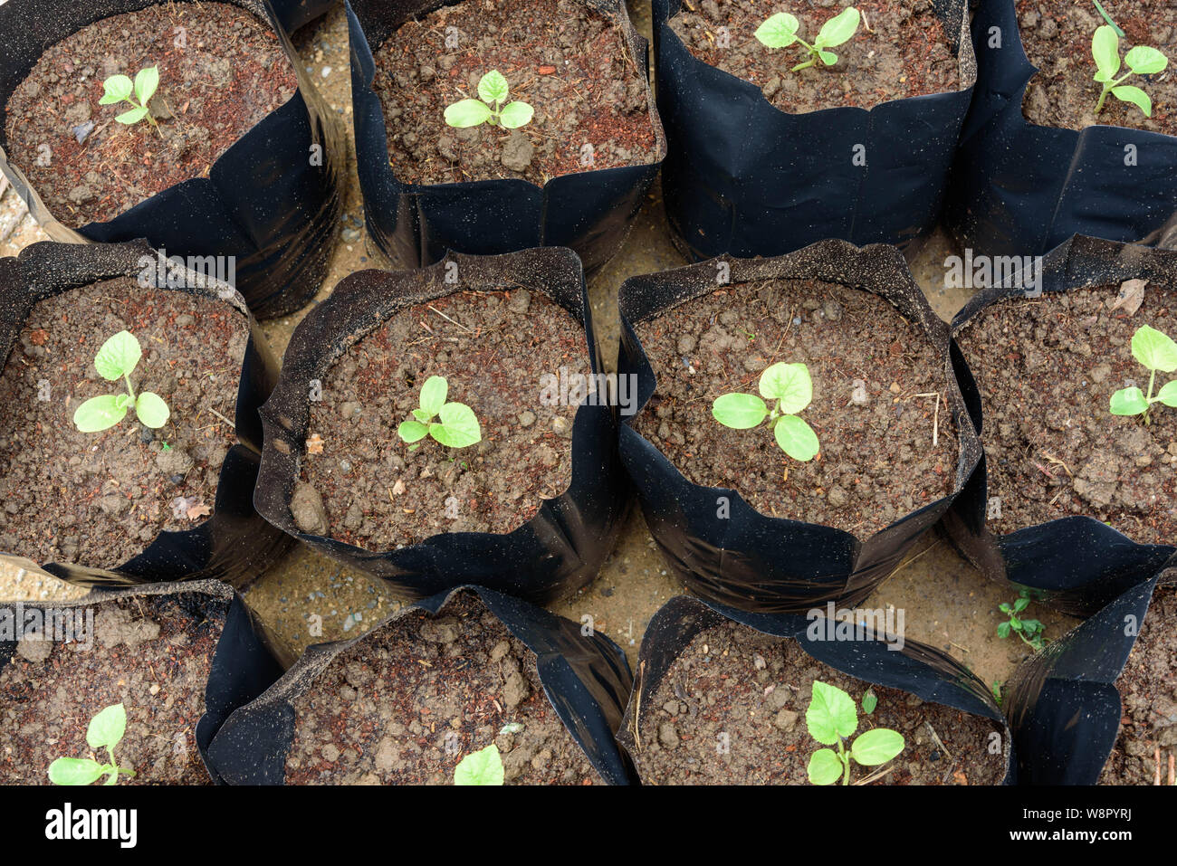 Plant The Sapling in Crop bags Stock Photo - Alamy