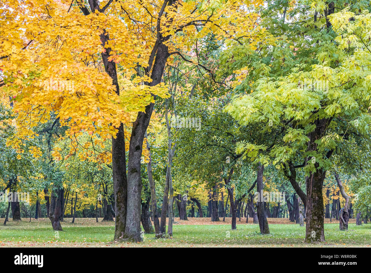 Tall bushy tree hi-res stock photography and images - Alamy
