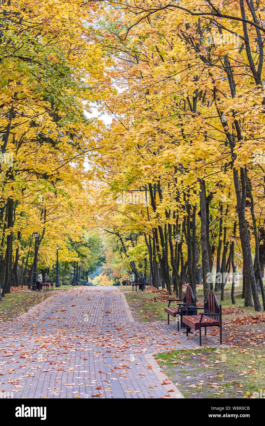 park during fall season. trees with yellow dry foliage, footpath and ...