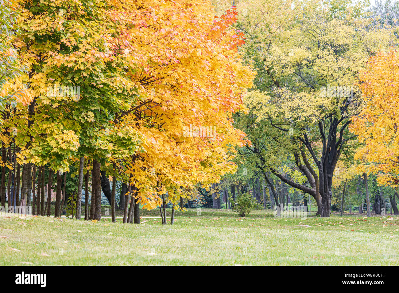 maple trees with bright orange and red foliage growing in park ...
