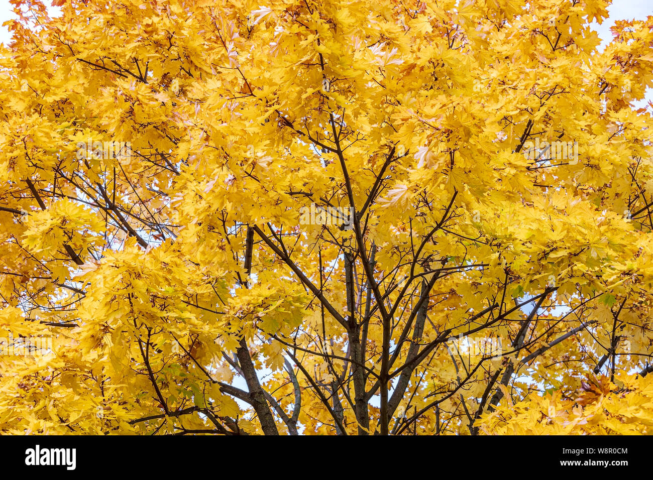 maple tree branch with bright gold foliage against blue sky background ...