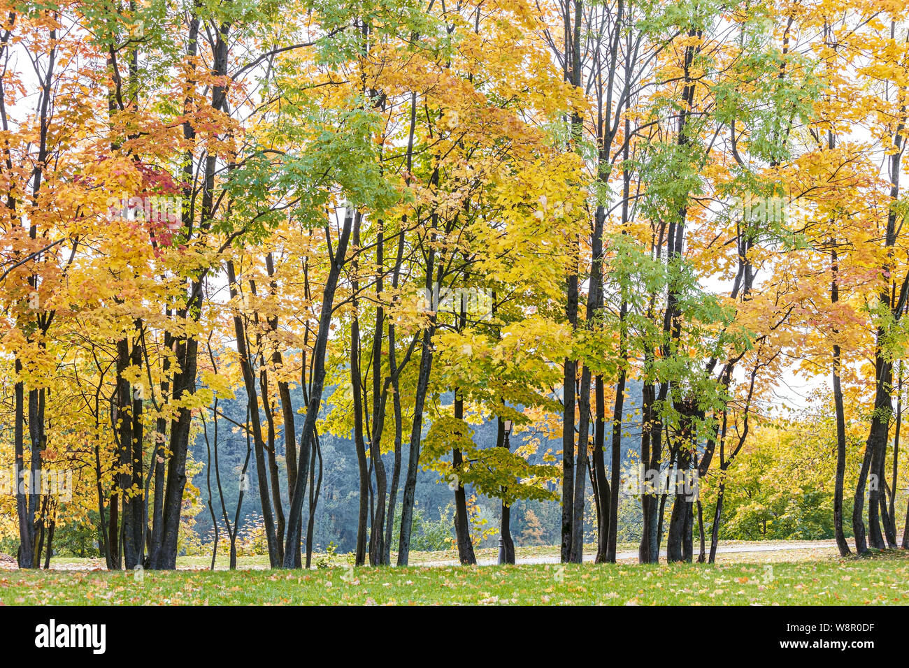 picturesque park landscape view with green grass, high trees with ...