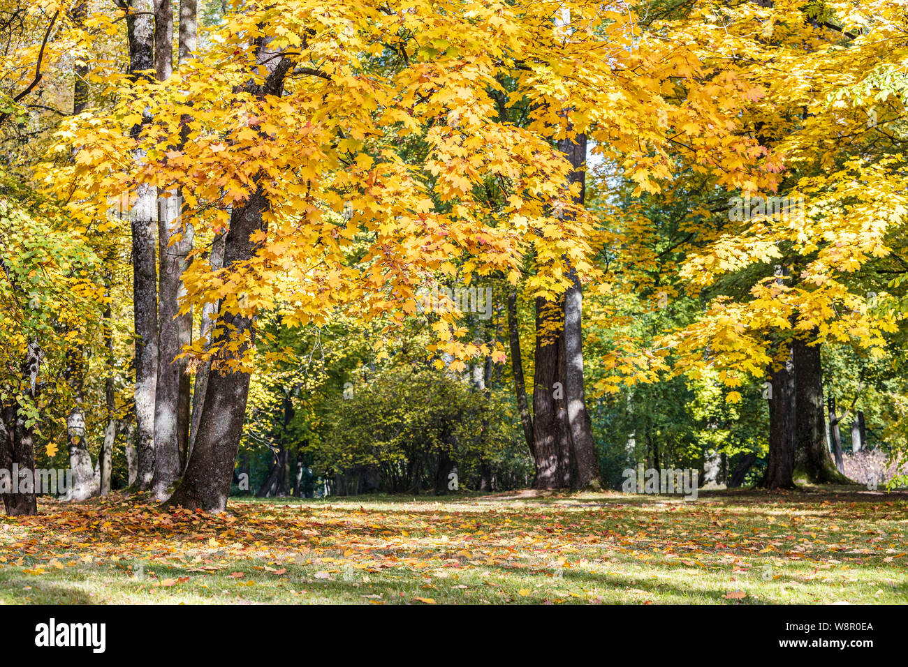 park view with high maple trees with bright orange and yellow leaves ...