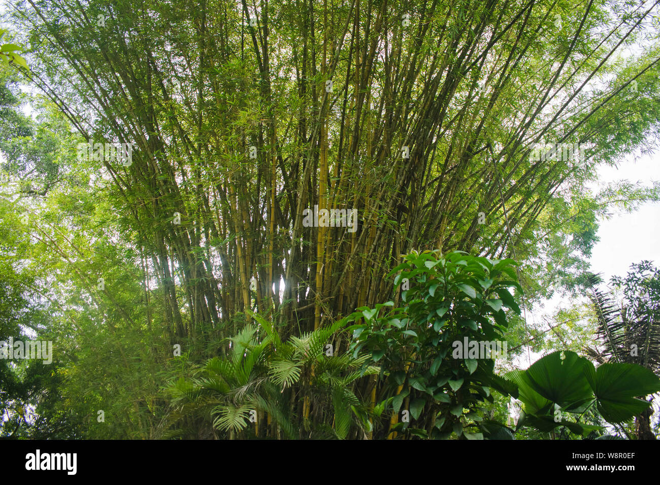 Golden Bamboo High Resolution Stock Photography and Images - Alamy