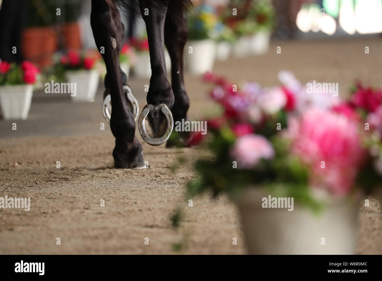 Tokyo, Japan. 11th Aug, 2019. Detail shot Equestrian : READY STEADY ...