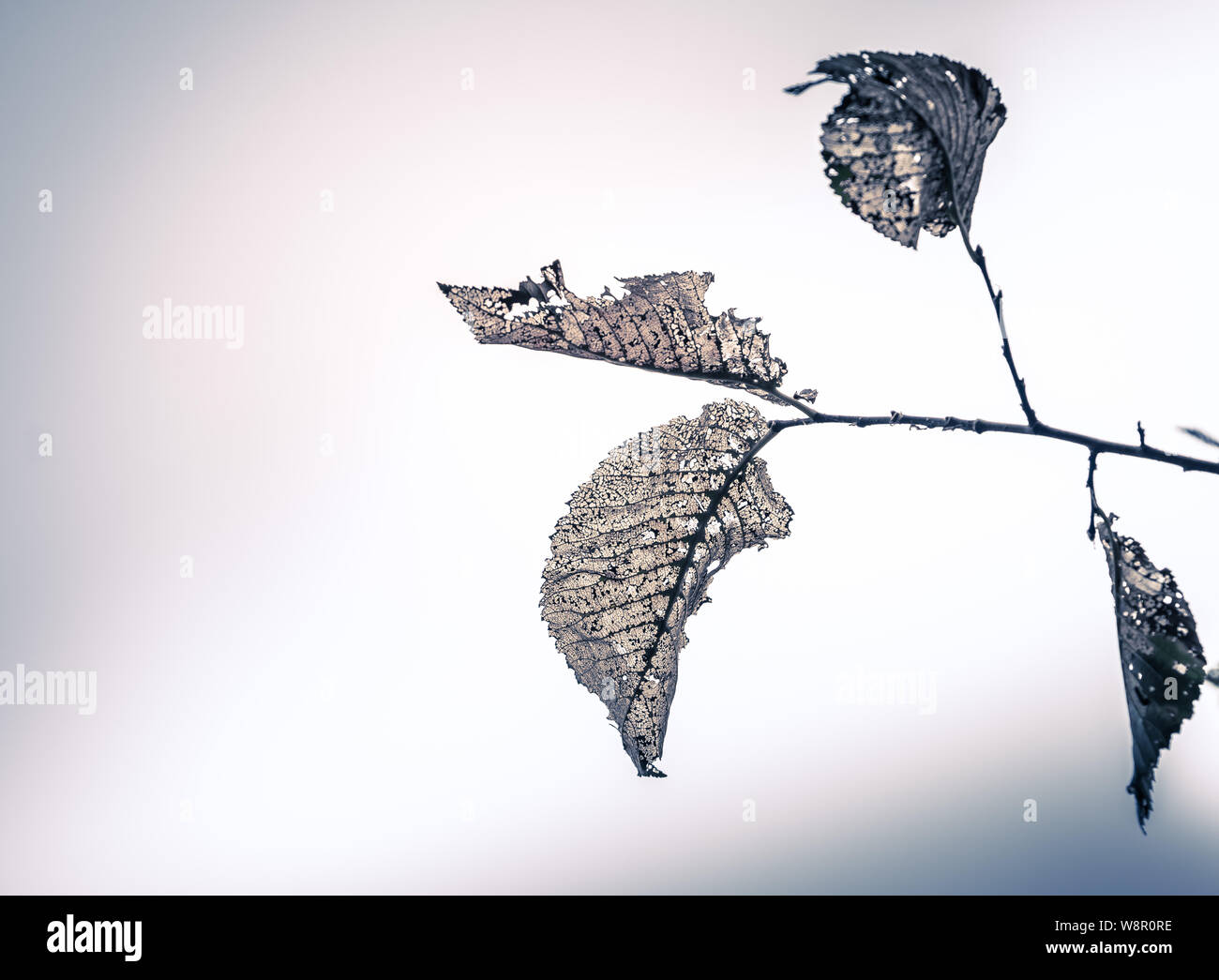 Diseased leaves hi-res stock photography and images - Alamy