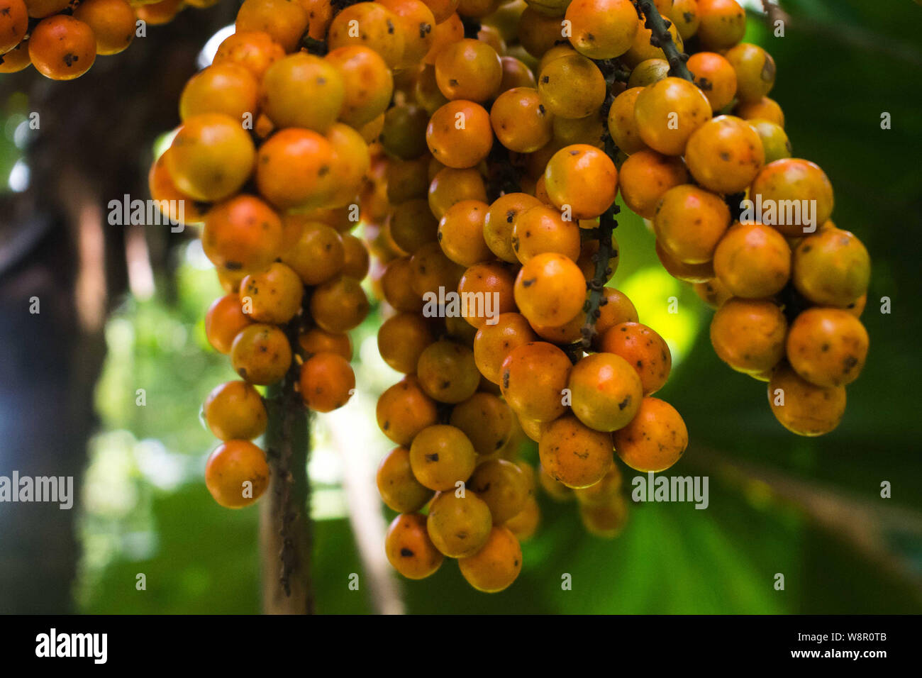 Raw orange round palm tree fruits hanging from the tree Stock Photo - Alamy