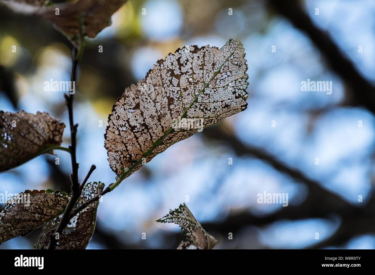 Dead leaves, minimalism, leaf skeleton Stock Photo - Alamy