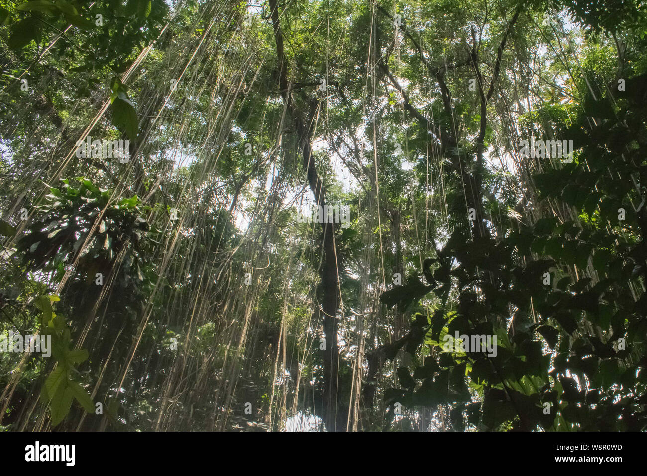 Large old balete tree with threads hanging from the branches Stock ...