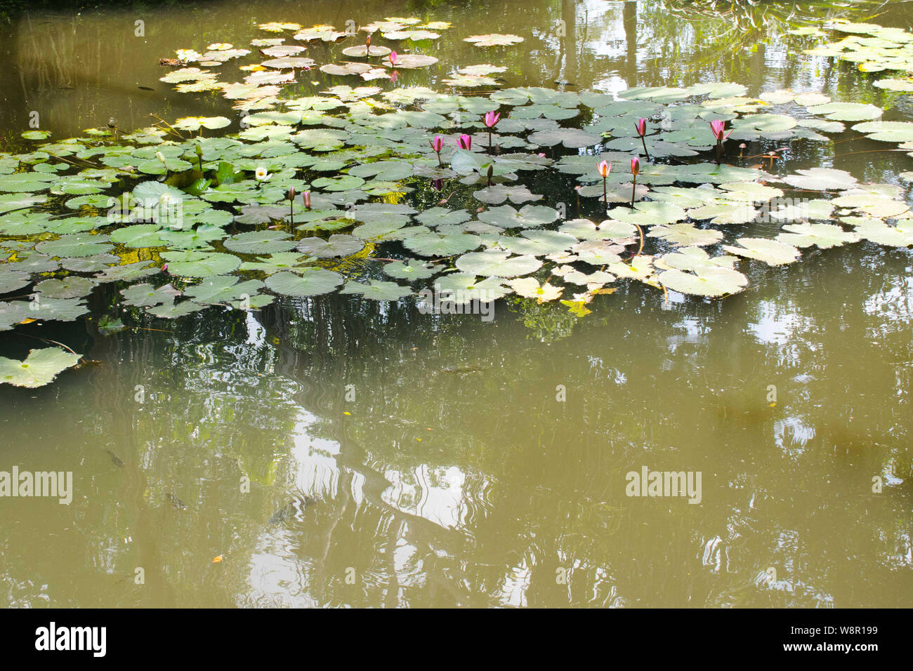 Waterlily leaves lilypads hi-res stock photography and images - Alamy