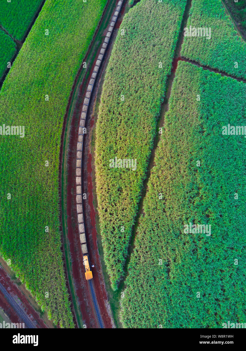 Aerial of sugarcane train hauling freshly cut sugar cane to the Isis ...
