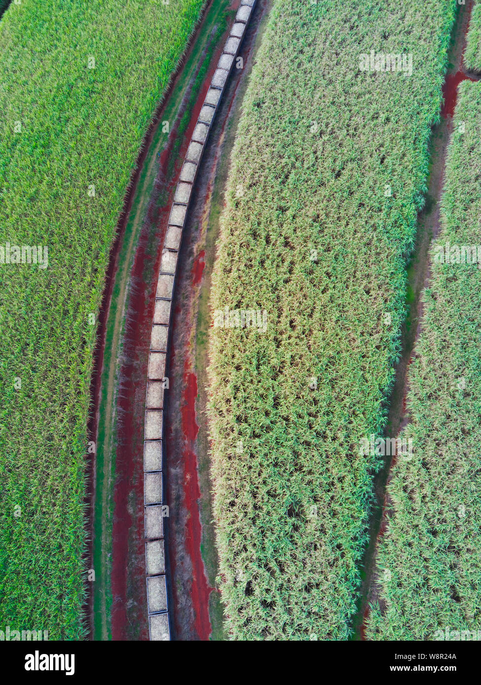 Aerial of sugarcane train hauling freshly cut sugar cane to the Isis ...