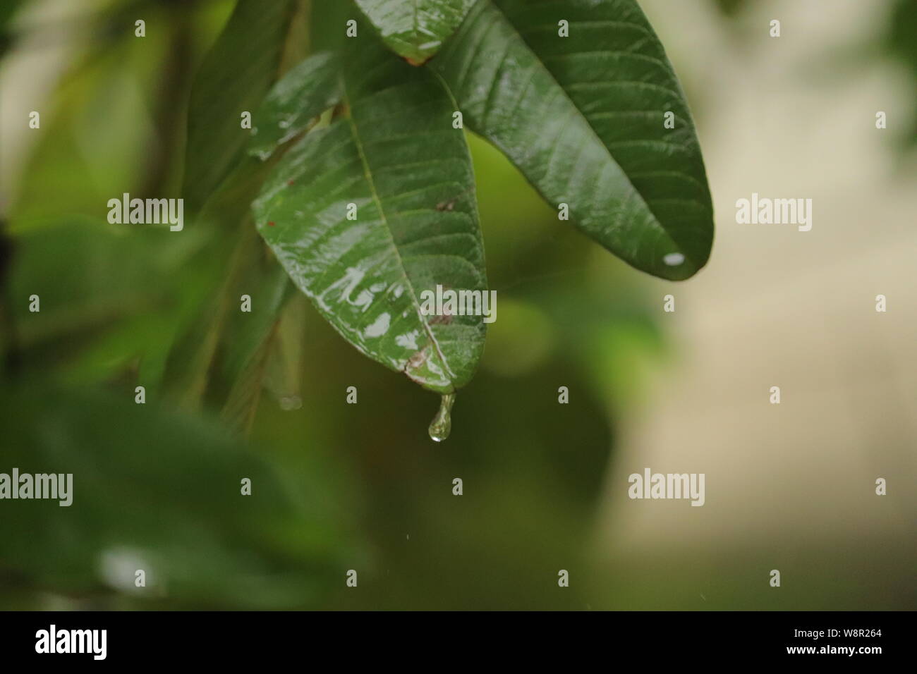 Water dripping from green leaves of at tree in a rainy day Stock Photo ...