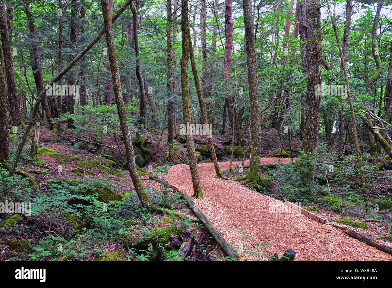 Views of forest path to Bat Cave around Mount Fuji Japan, by ...