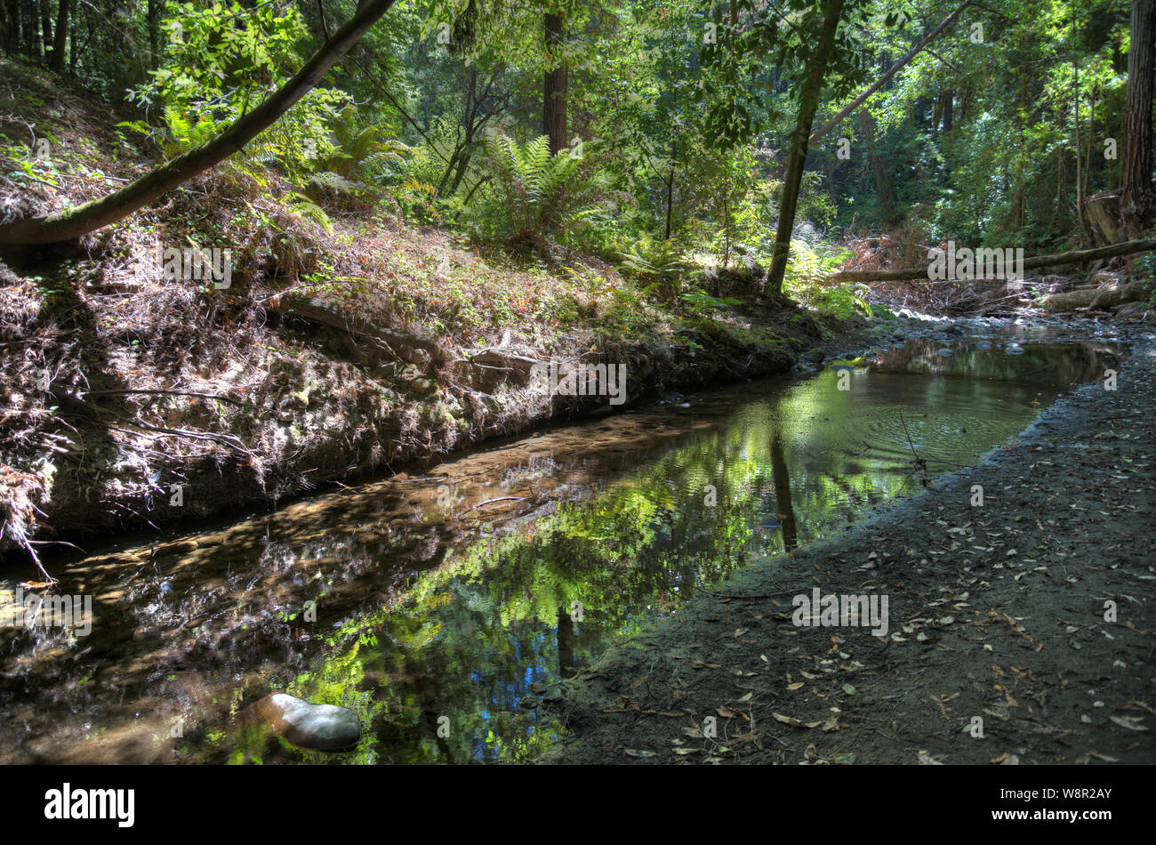 Stream under trees in Nicene Marks, California Stock Photo - Alamy