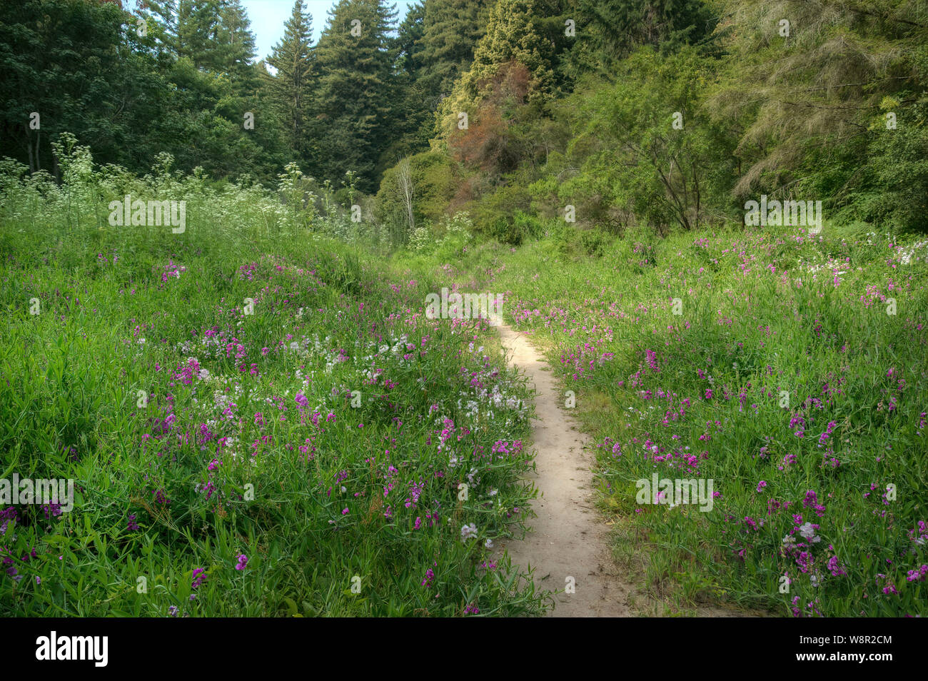 Path through wildflowers in Nicene Marks Aptos California Stock Photo ...