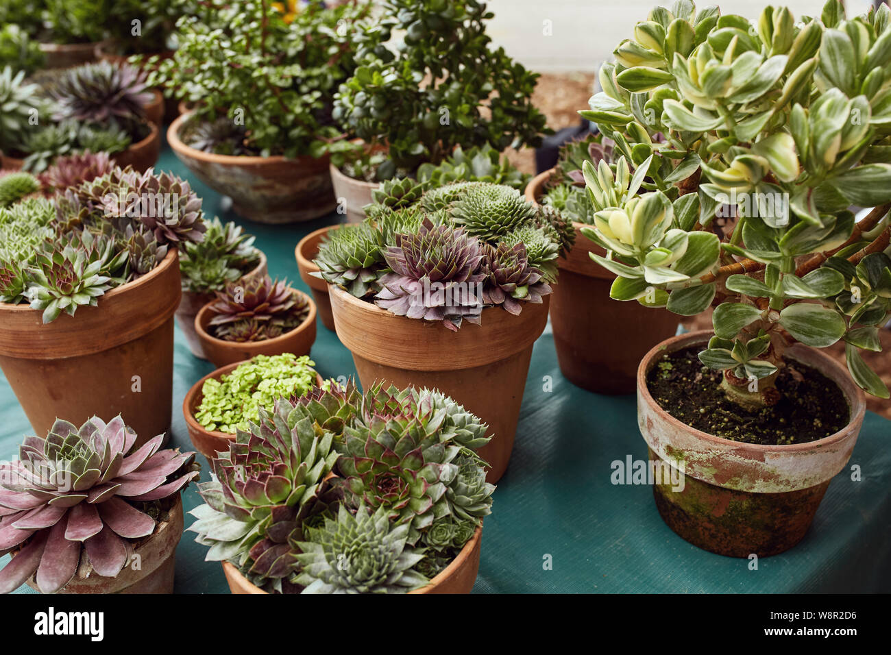 Group of succulents and cactus plants on display for sell at a Farmer's ...