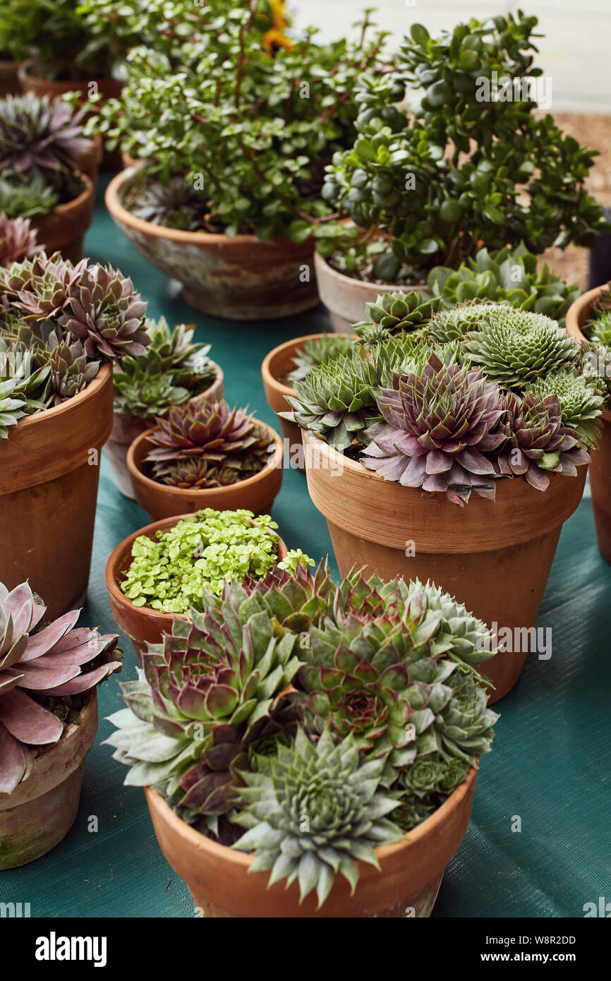 Group of succulents and cactus plants on display for sell at a Farmer's ...