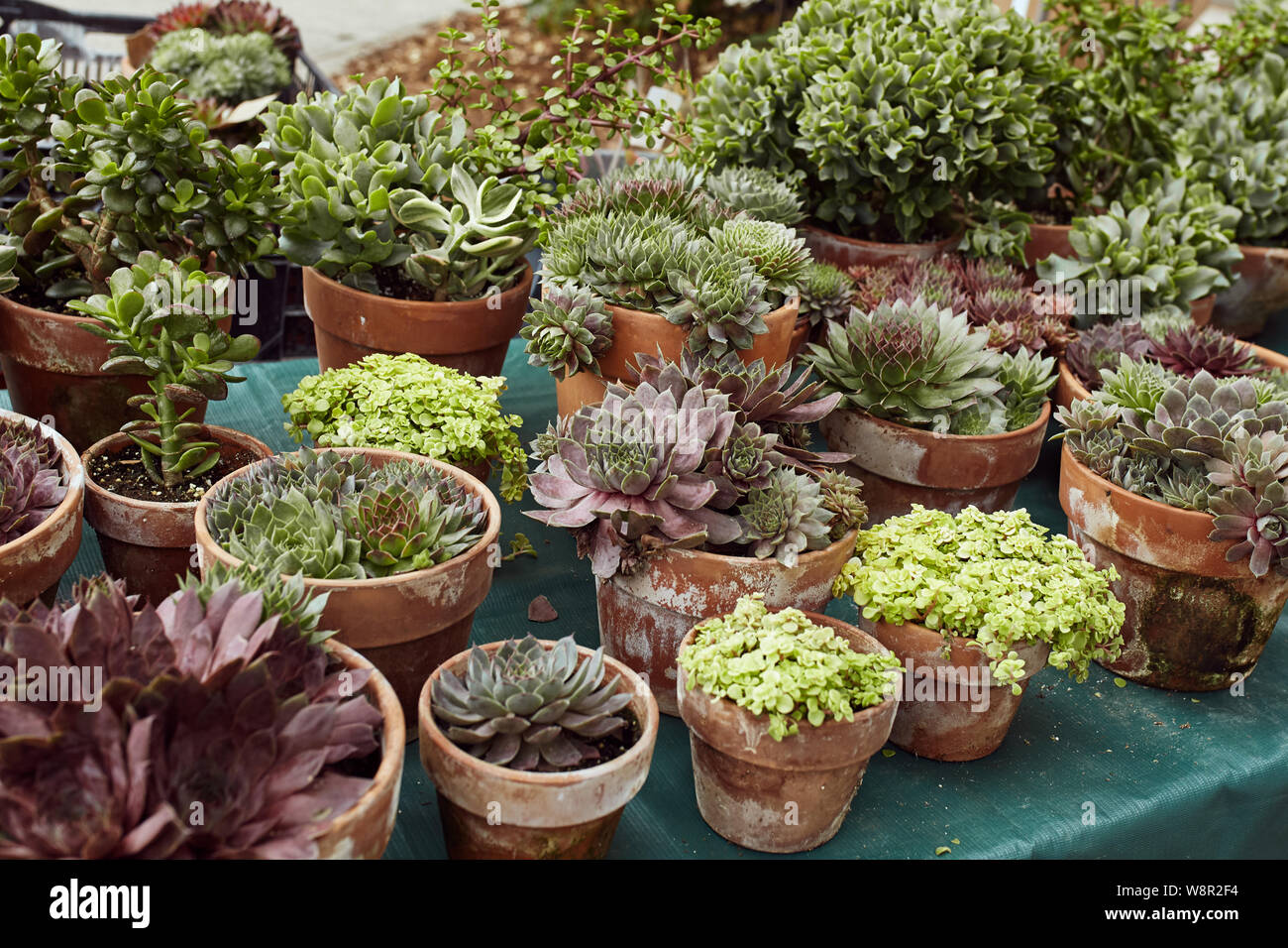 Group of succulents and cactus plants on display for sell at a Farmer's ...