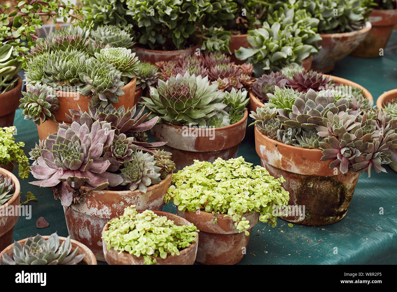 Group of succulents and cactus plants on display for sell at a Farmer's ...