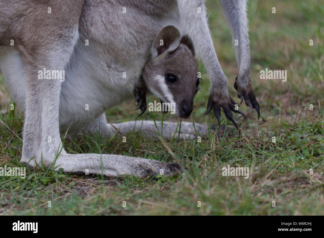 The whiptail wallaby (Macropus parryi), also known as the pretty-faced ...