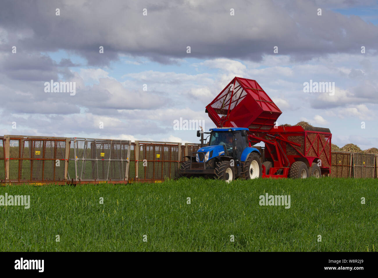 Harvested sugarcane about to be transported by the light rail network ...